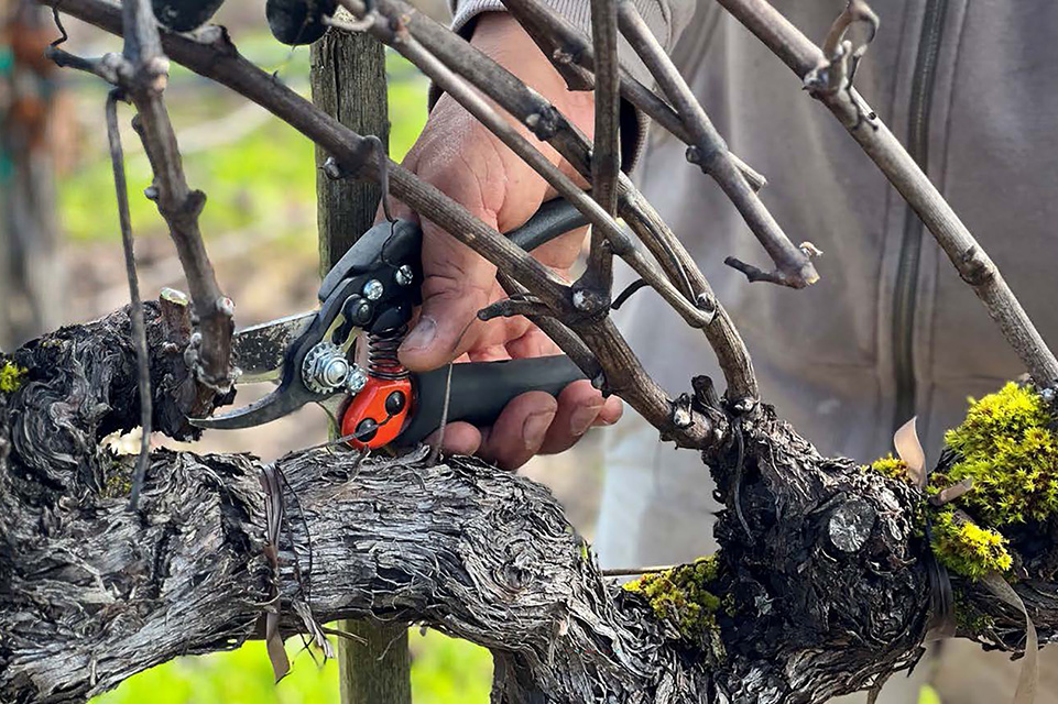 P8R-20 Secateurs